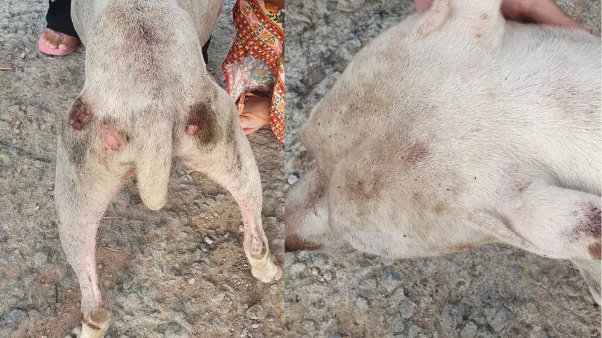 Carmo do Cajuru: Homem é preso por maus tratos a animal - Portal MPA