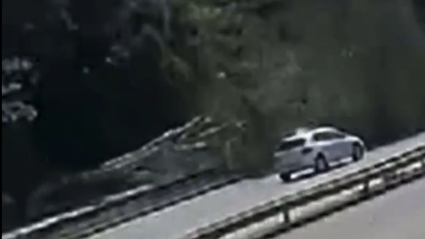 Vídeo: Árvore de grande porte cai e atinge carros na Via Expressa de BH ...
